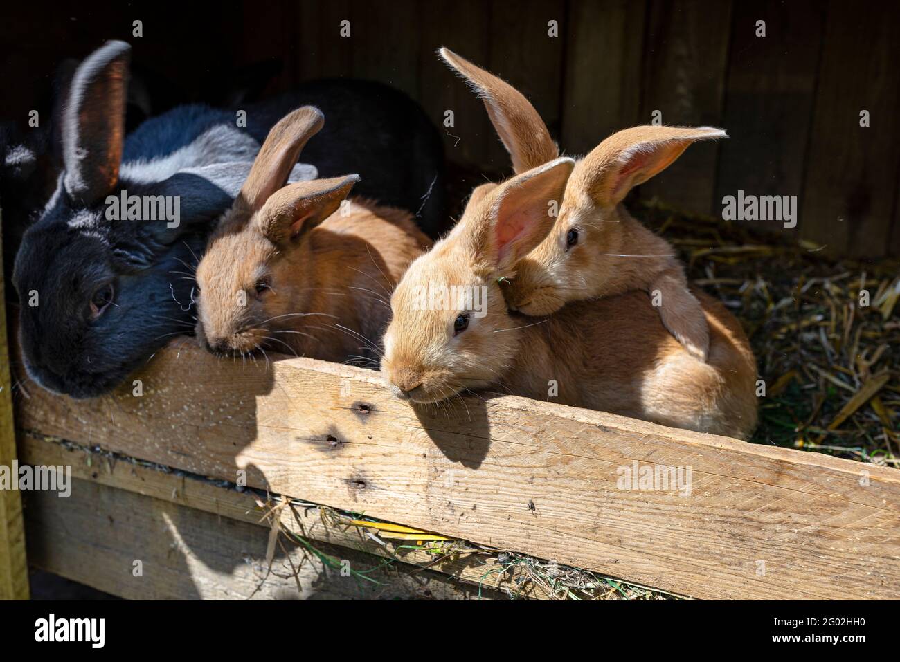 Rabbit cage caged rabbits hi-res stock photography and images - Alamy