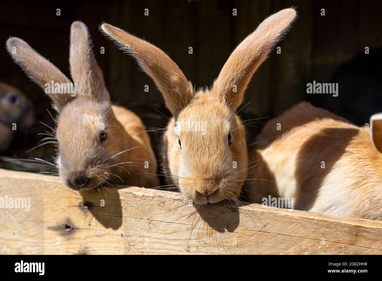 Caged rabbits hi-res stock photography and images - Alamy