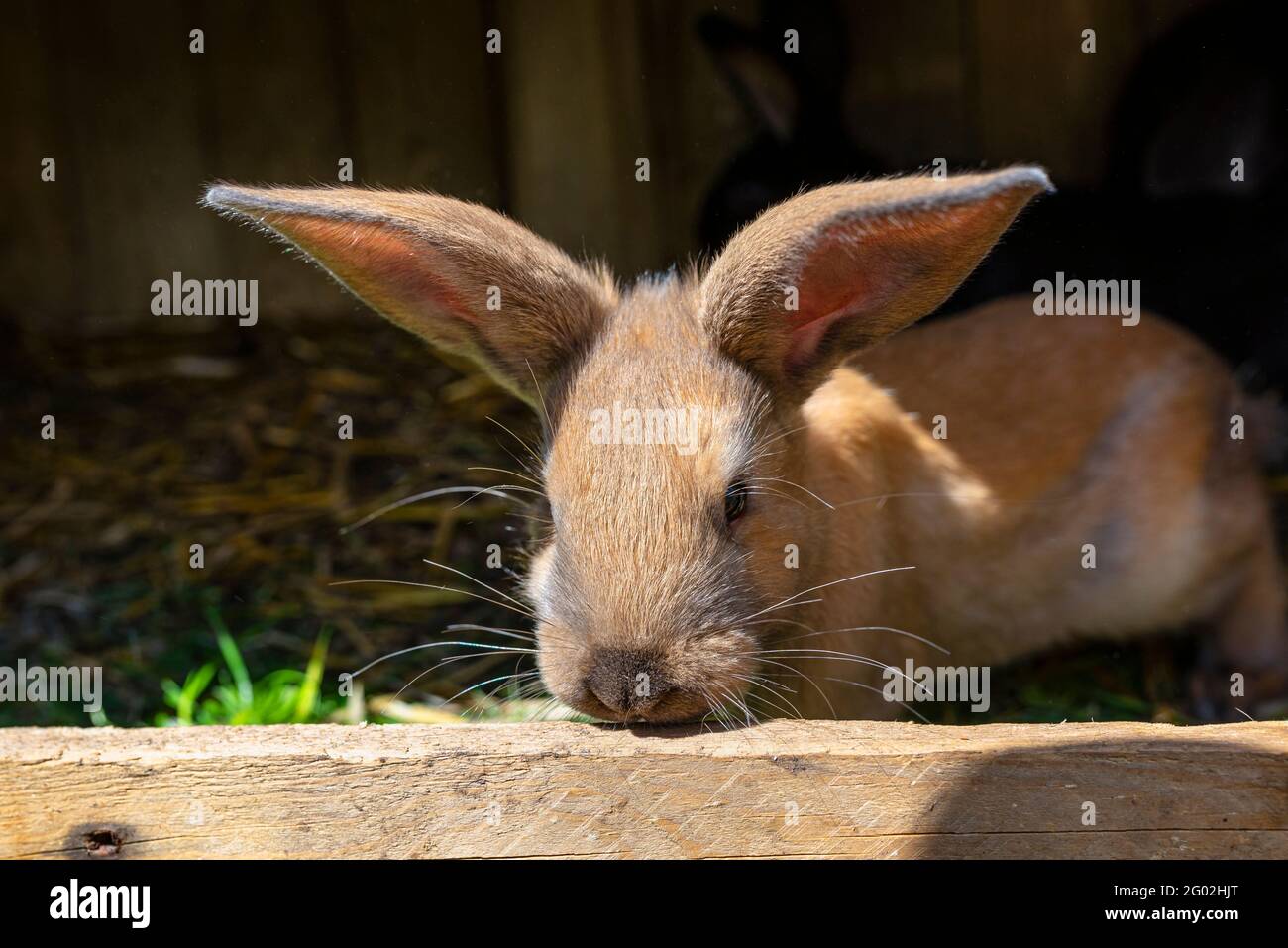 Red nose rabbit hi-res stock photography and images - Alamy