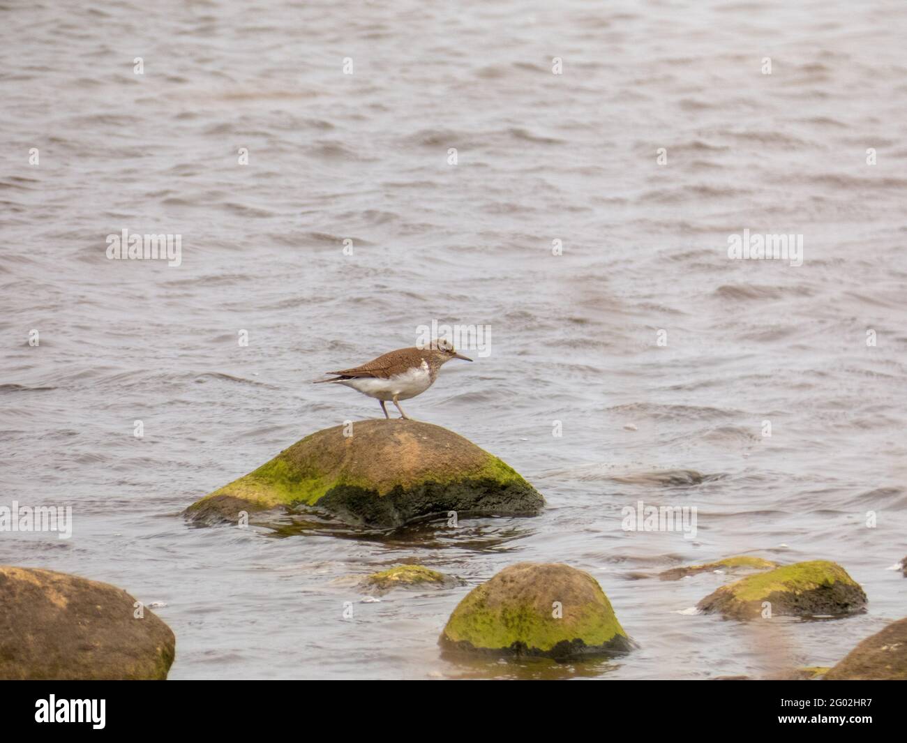 Adorable sandpiper standing on the mossy rock in a wavy water Stock ...
