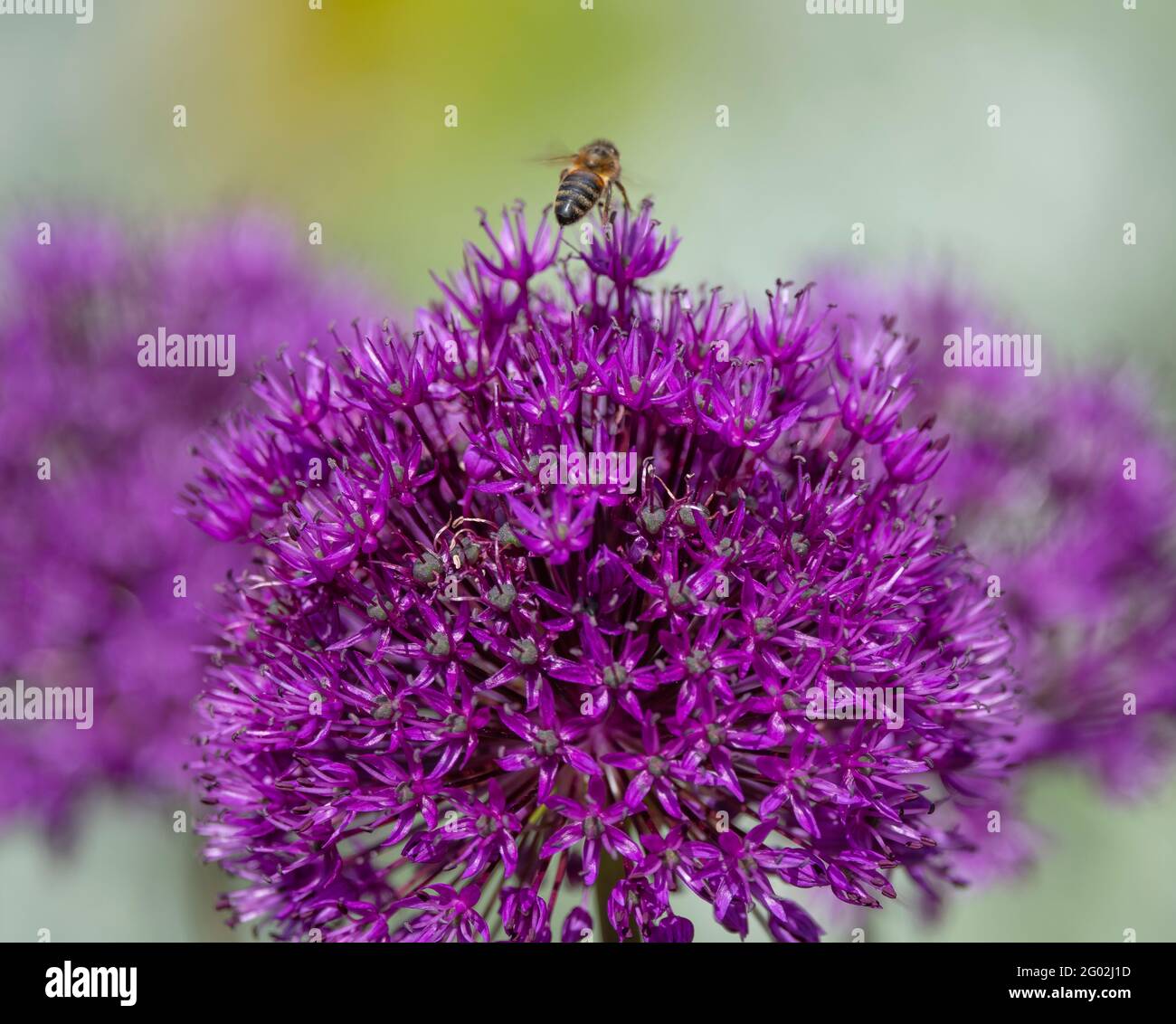 London, UK. 31 May 2021. Honey bees land on vivid purple Alliums in a ...