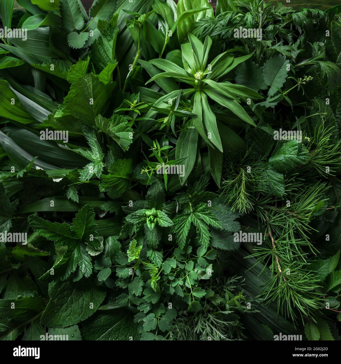 Variuos green plants, leaves as background, creative layout. Nature ...