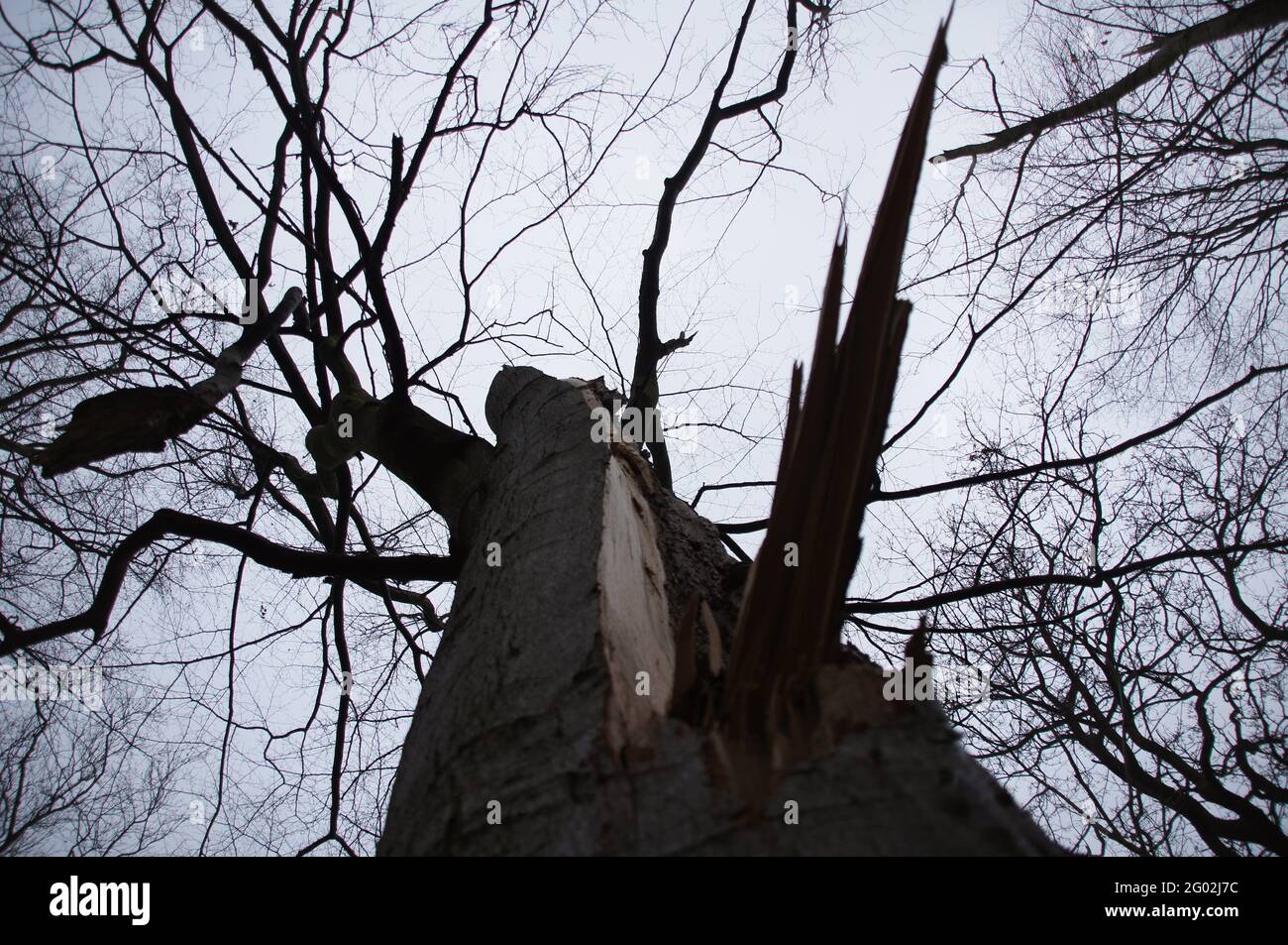 Low angle shot a dry leafless tree with broken bark Stock Photo - Alamy