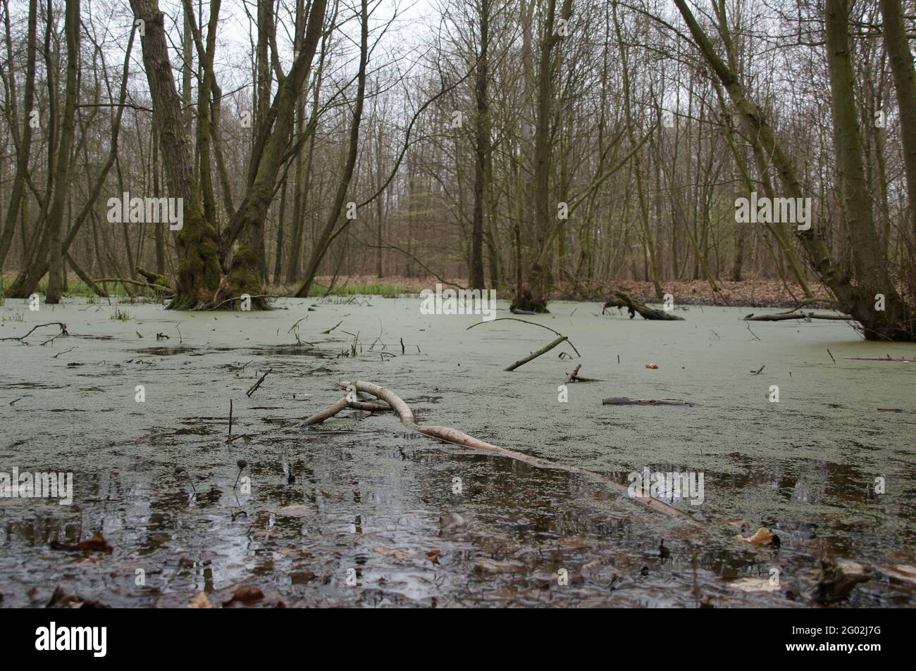 Swamp and trees under the shade Stock Photo - Alamy
