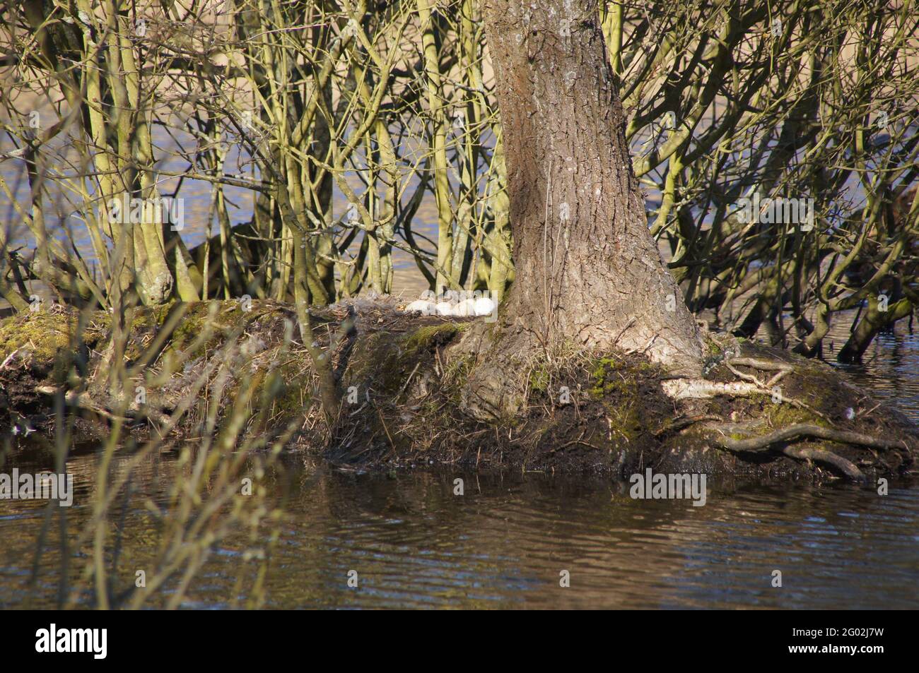 Old and young tree trunks growing near the river - for backgrounds ...
