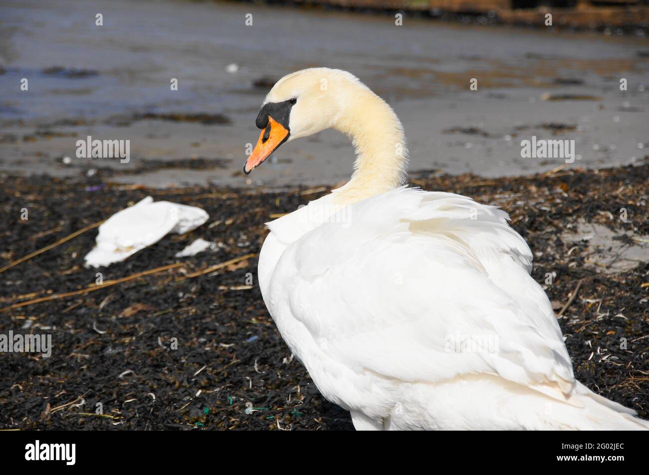 Closeup of a white whooper swan in a wet ground Stock Photo - Alamy