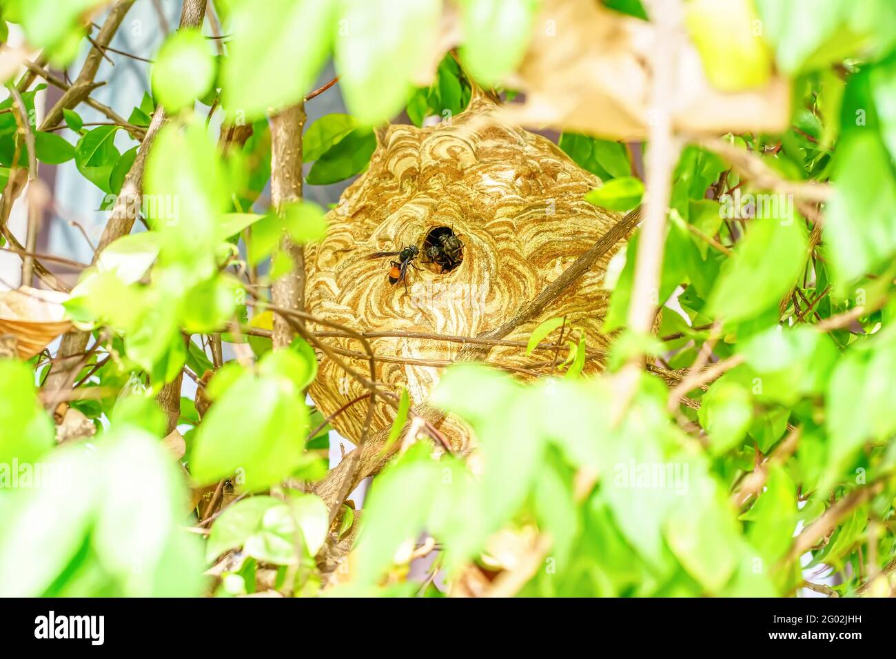 Dwarf honey bees in nest hi-res stock photography and images - Alamy