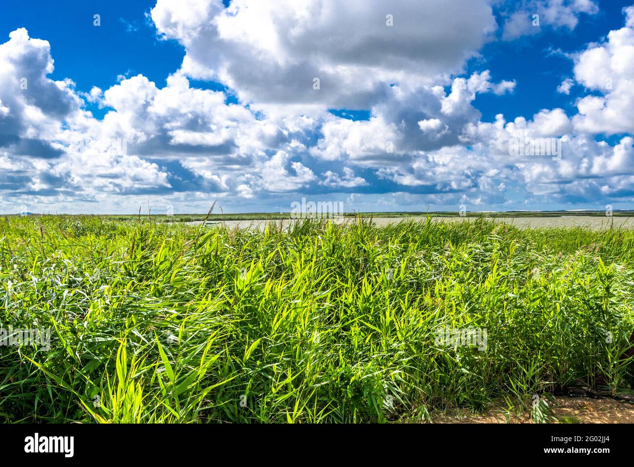 Tall grass, spring landscape over lake, sky and green land, panoramic ...