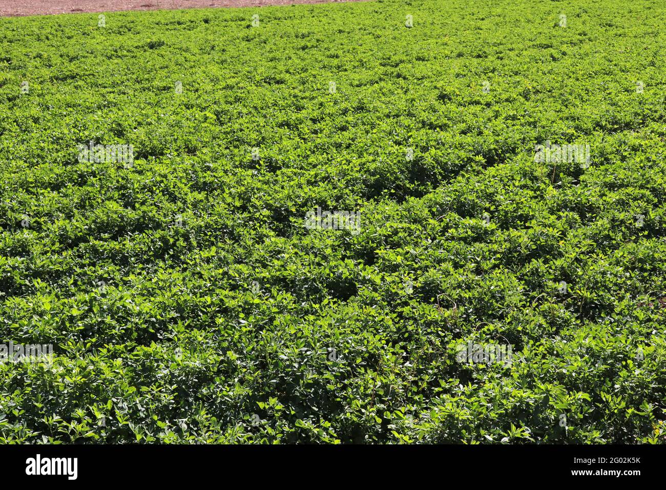 Green alfalfa field. Animal feed Stock Photo - Alamy