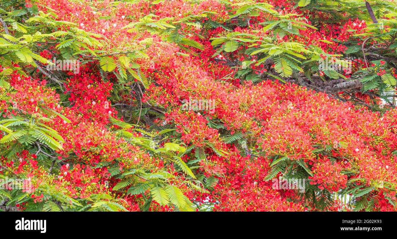 Closeup shot of a beautiful flamboyant tree Stock Photo - Alamy