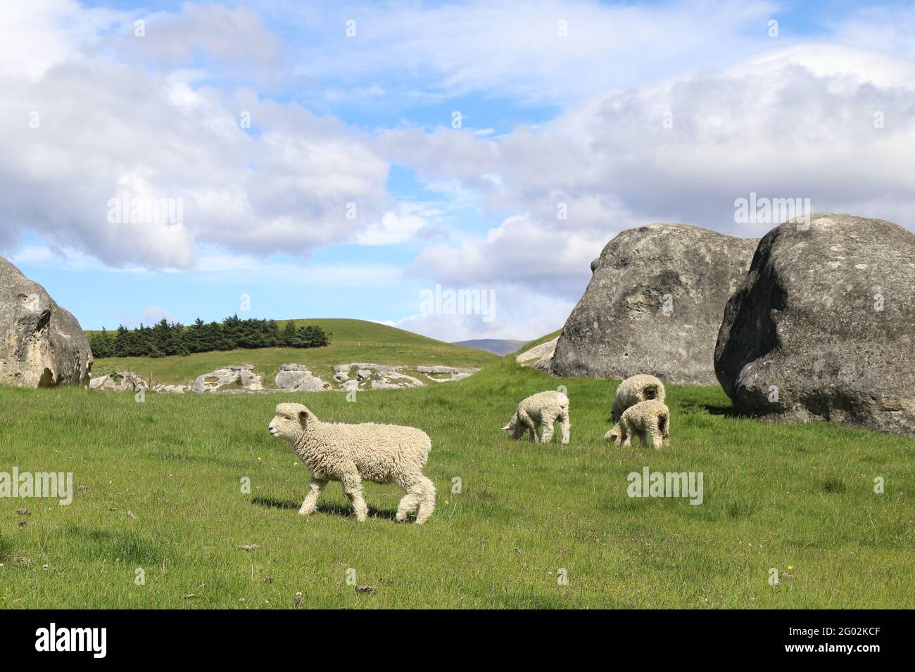 Romneyschaf / Romney sheep / Ovis Stock Photo - Alamy