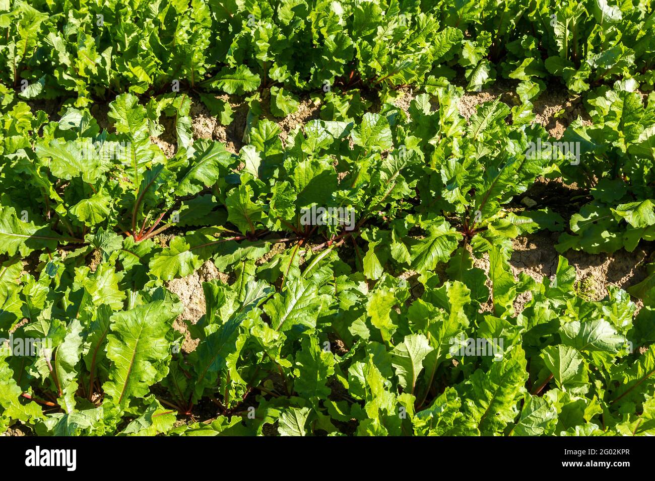 Garden with beet plantation Stock Photo - Alamy