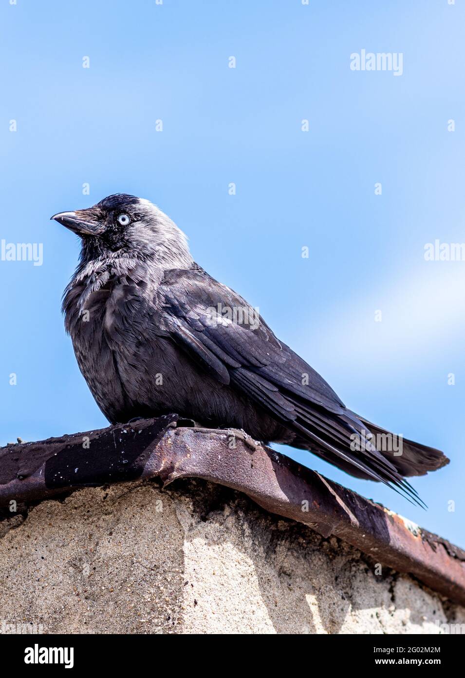 Closeup crow on roof hi-res stock photography and images - Alamy