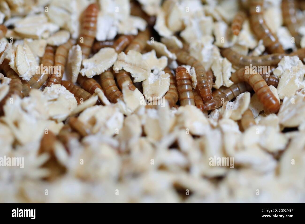Insects food paris hi-res stock photography and images - Alamy