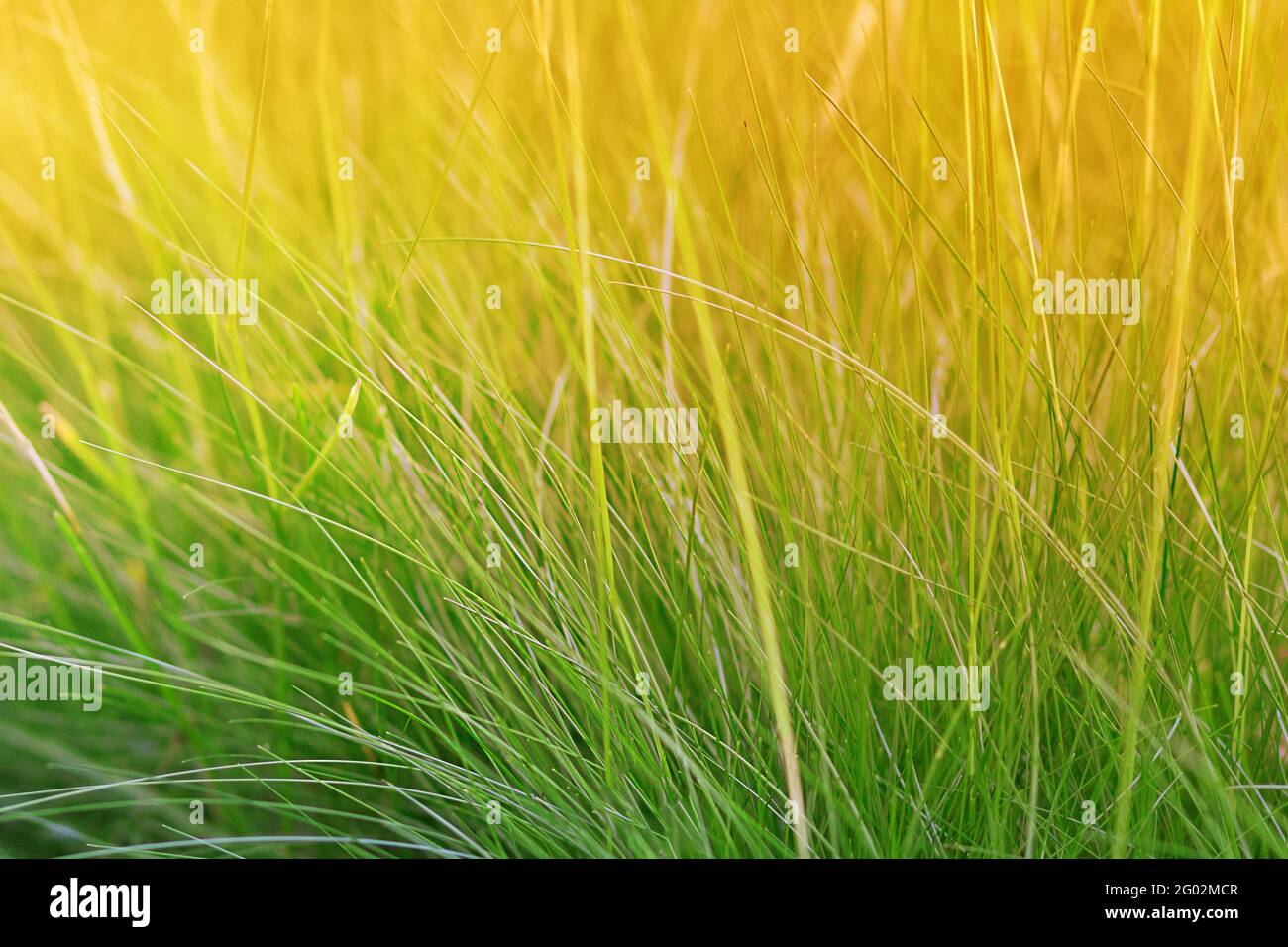Grass at sunset or at dawn. Natural background. Copy space Stock Photo ...