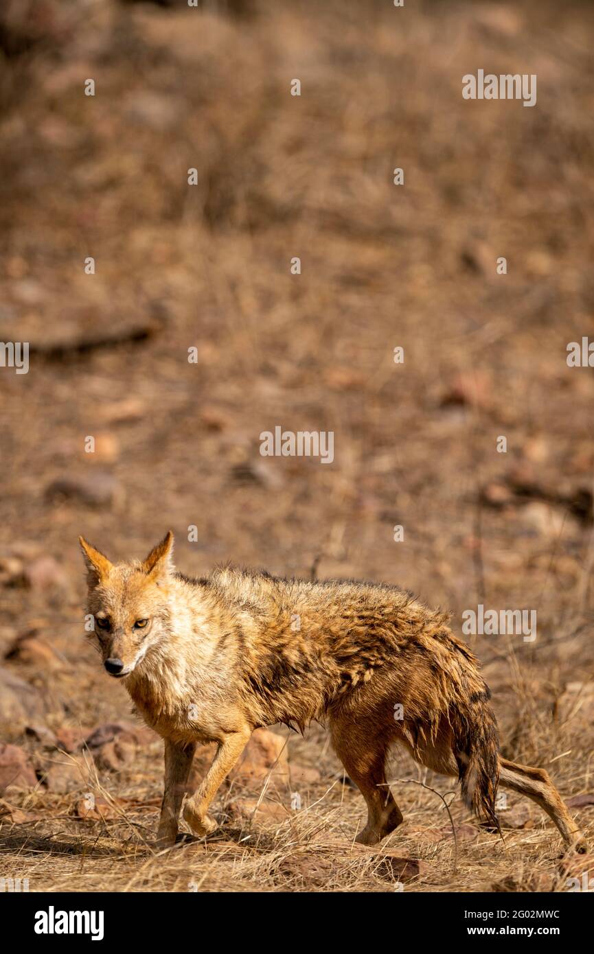Indian jackal or Canis aureus indicus subspecies of golden jackal in action at ranthambore ...