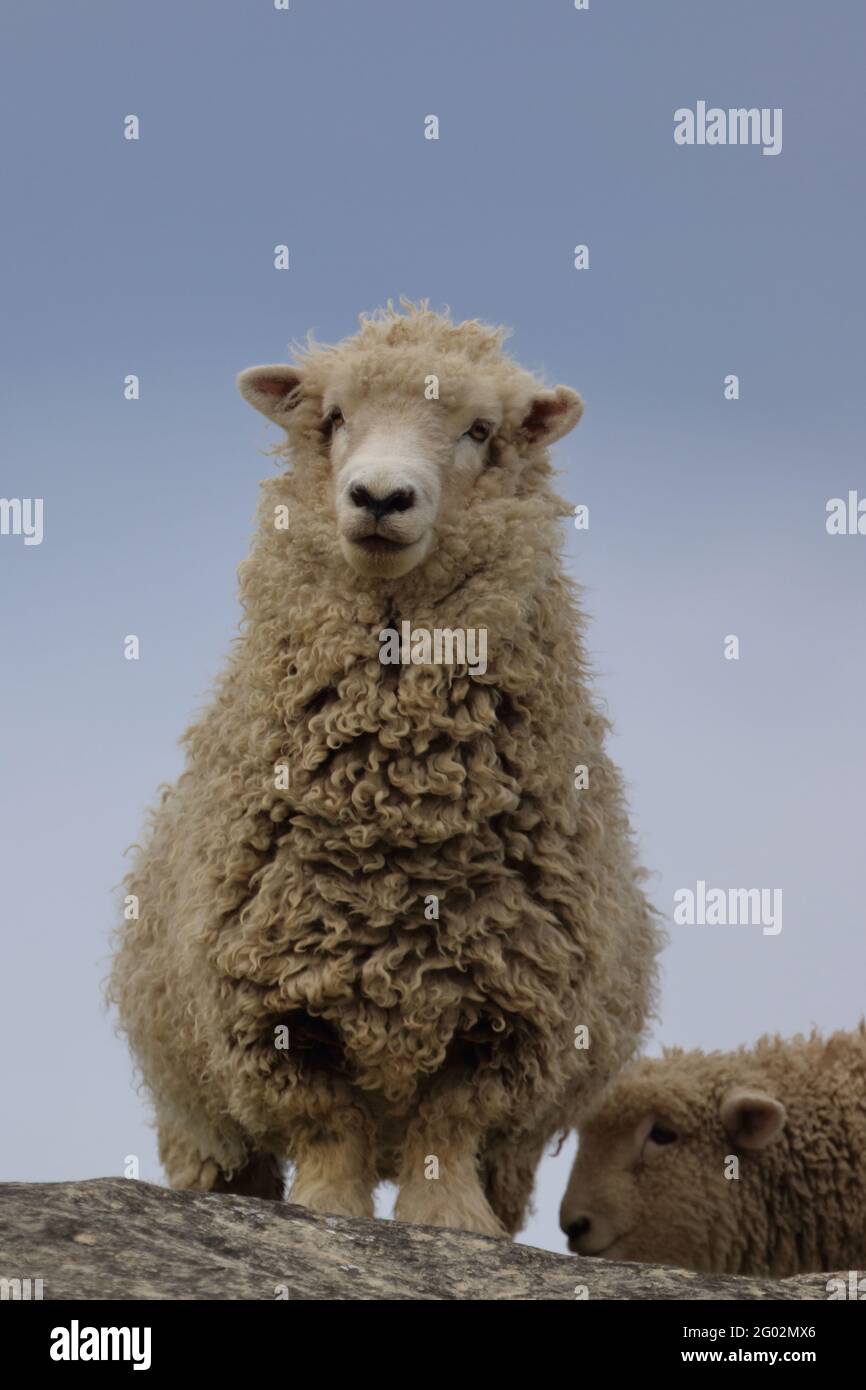 Romneyschafe hi-res stock photography and images - Alamy