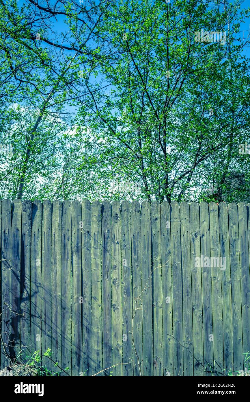 Fresh green trees behind old wooden fence at road, rural scene in ...