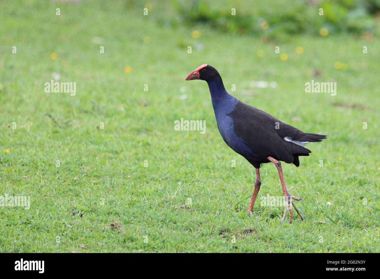 Purpurhuhn / Pukeko or Australasian swamphen / Porphyrio melanotus ...