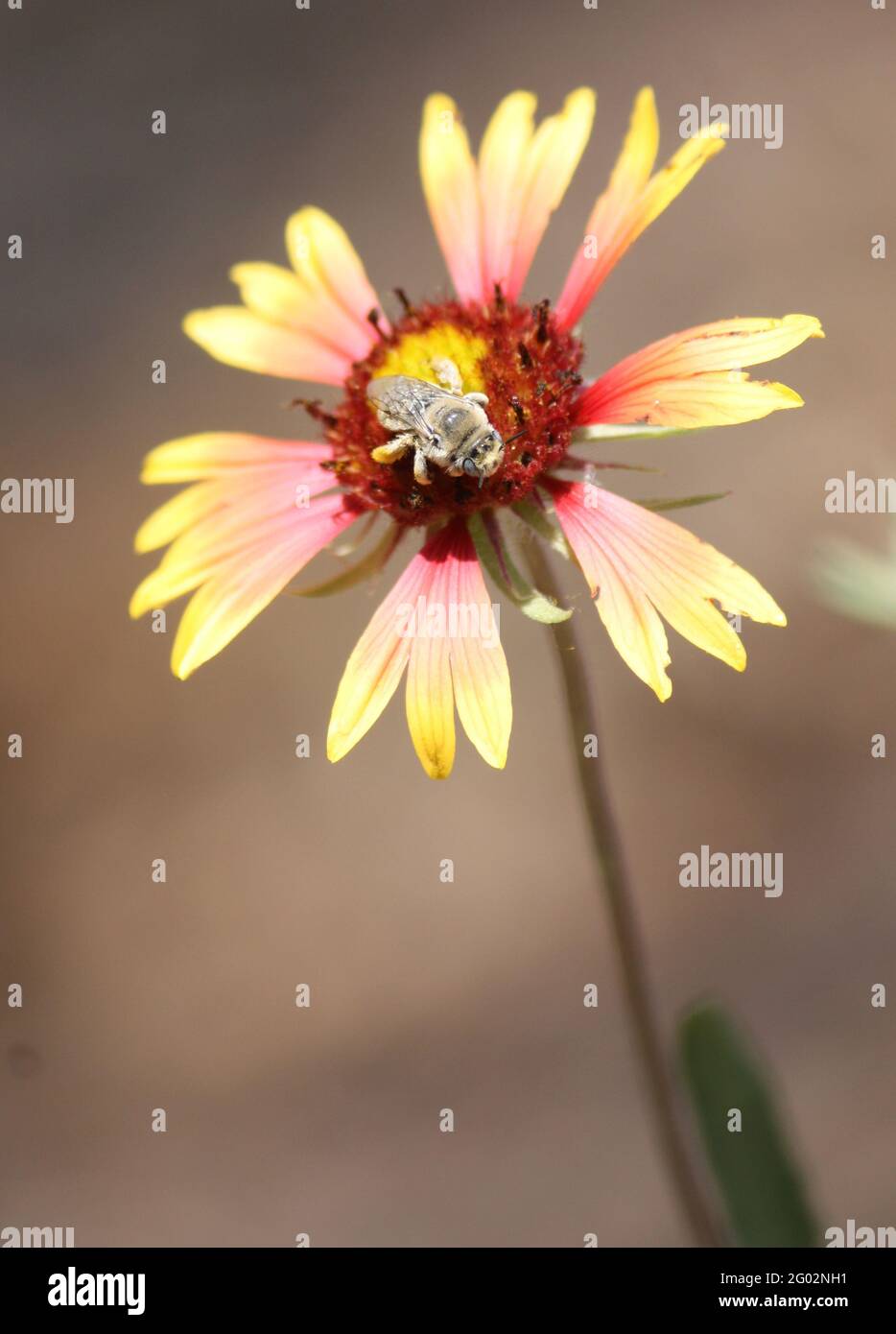 Fuzzy bug hi-res stock photography and images - Alamy