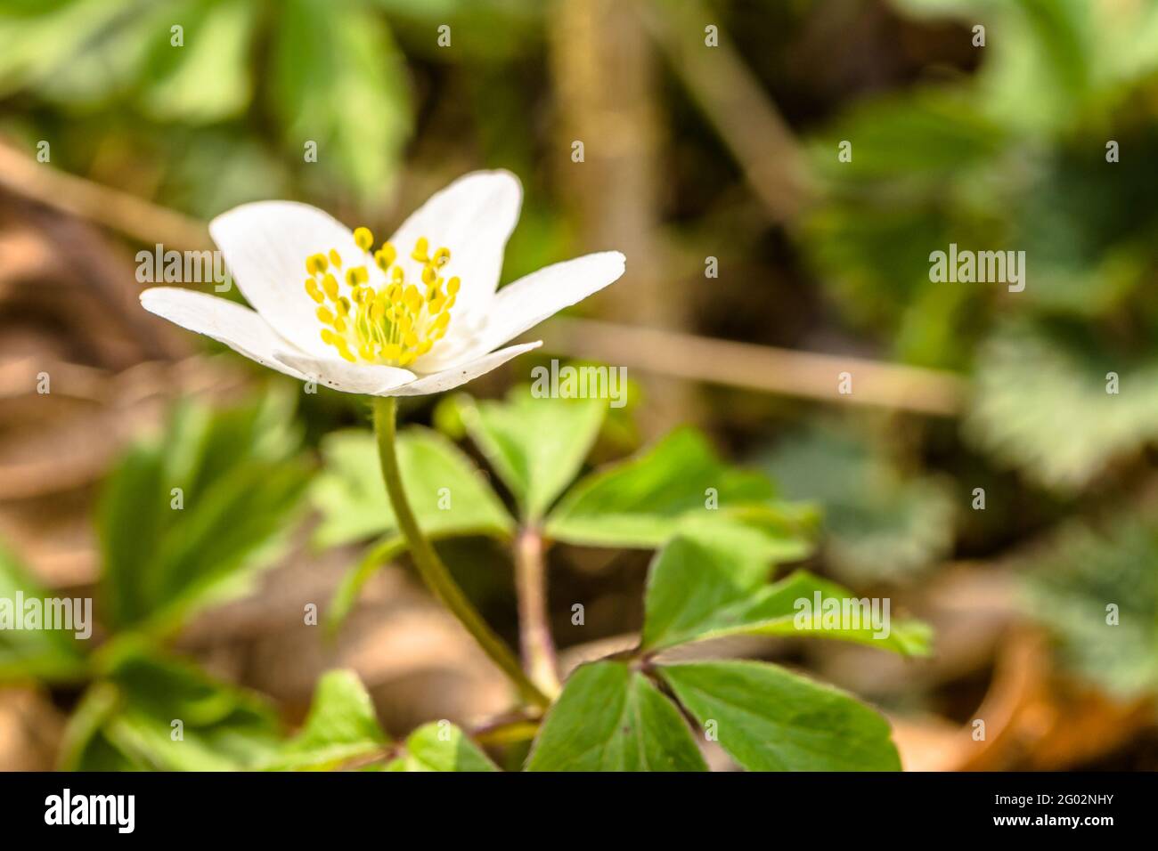 Spring flower wood anemone in the forest Stock Photo - Alamy