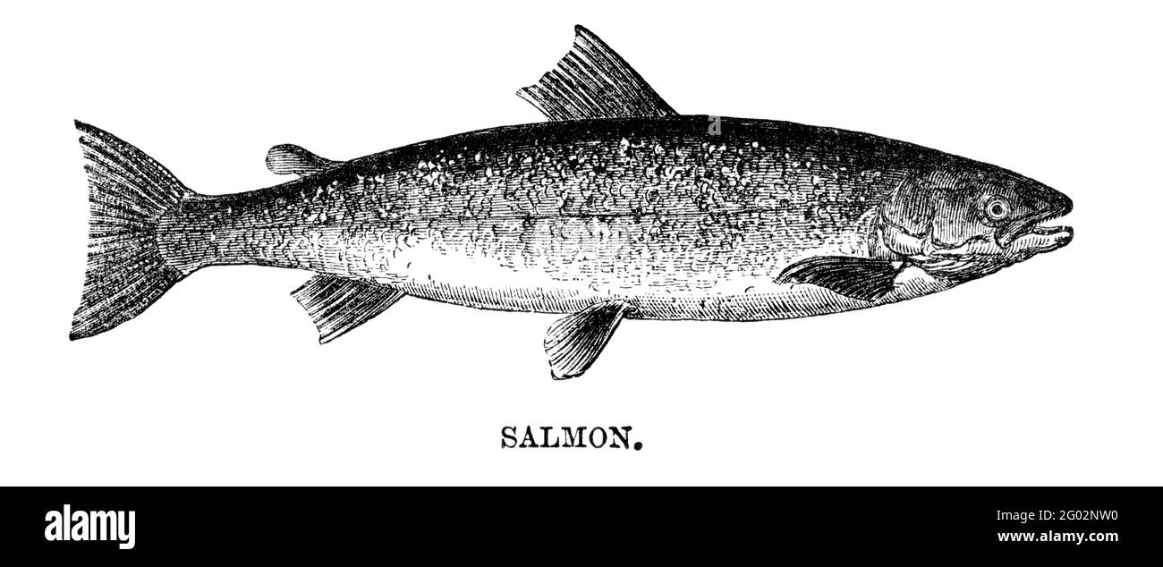 An engraved vintage fish illustration image of a salmon, from a ...