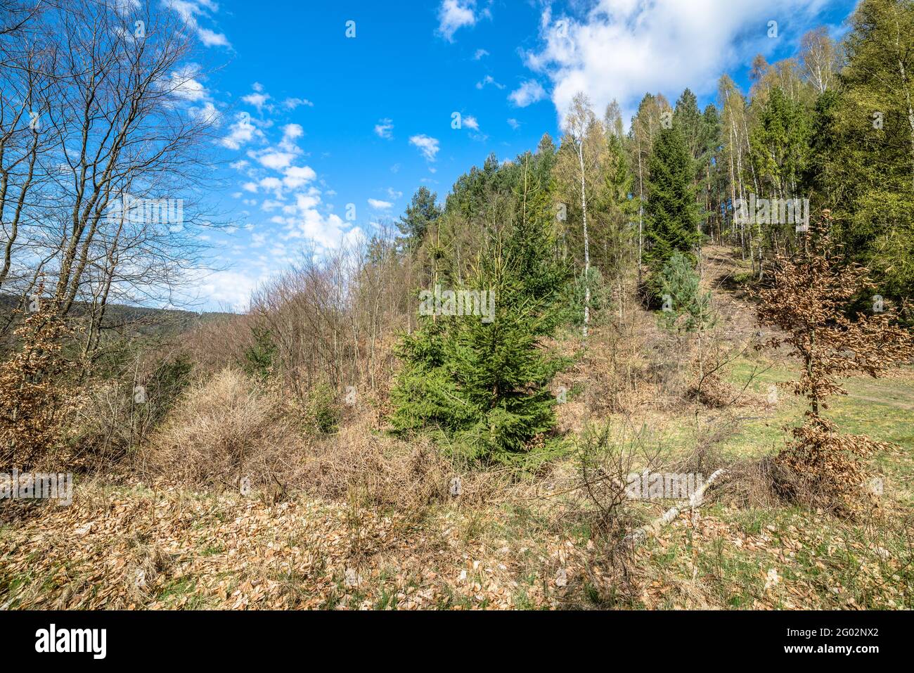 Coniferous forest early in hi-res stock photography and images - Alamy