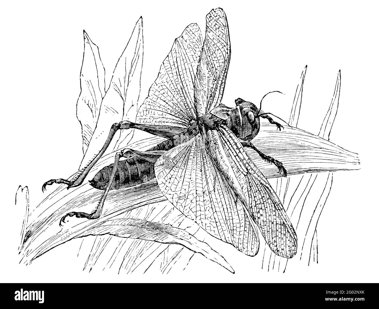 Locust Flying Drawing