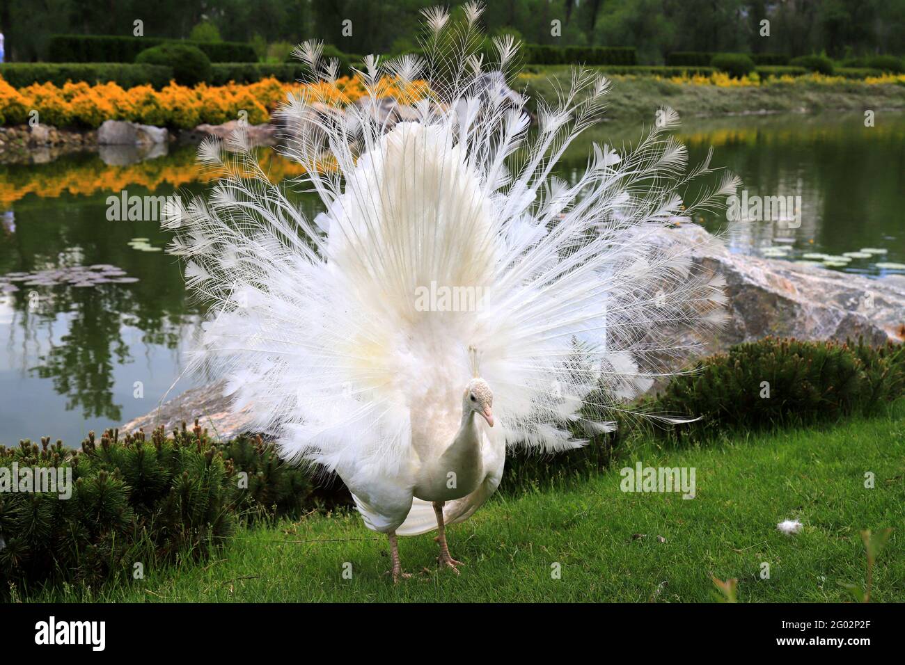 Gorgeous Young Peacock Spreads Its Tail On Grass White Peacock Dances
