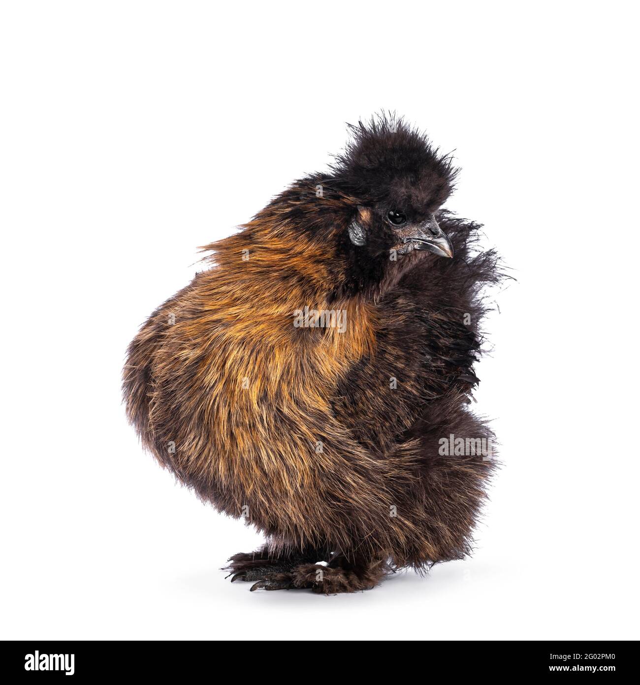 Young patridge Silkie chicken, standing side ways. Looking over ...