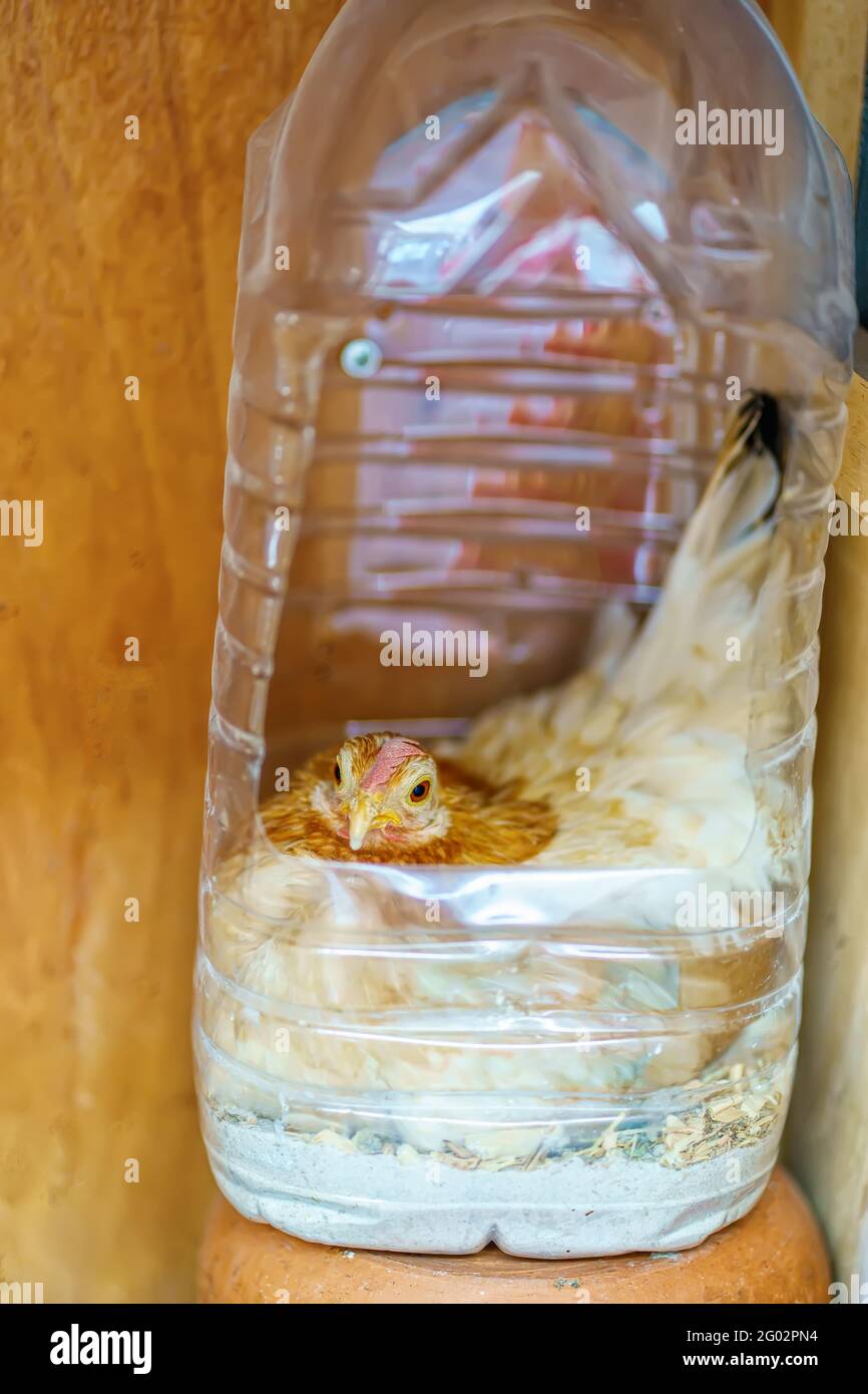 The hen are hatching eggs in plastic bottles Stock Photo - Alamy