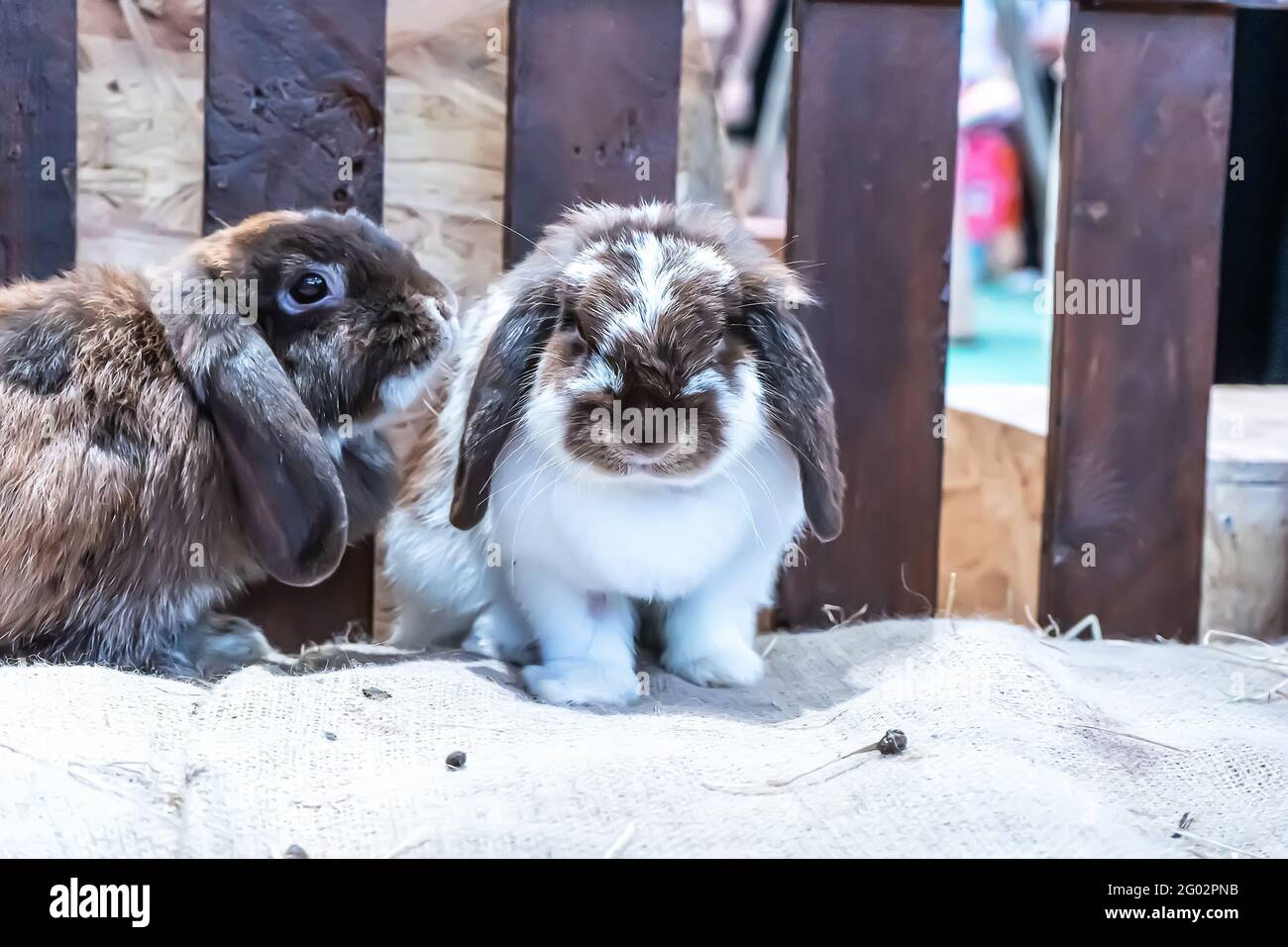 Stable hare hi-res stock photography and images - Alamy