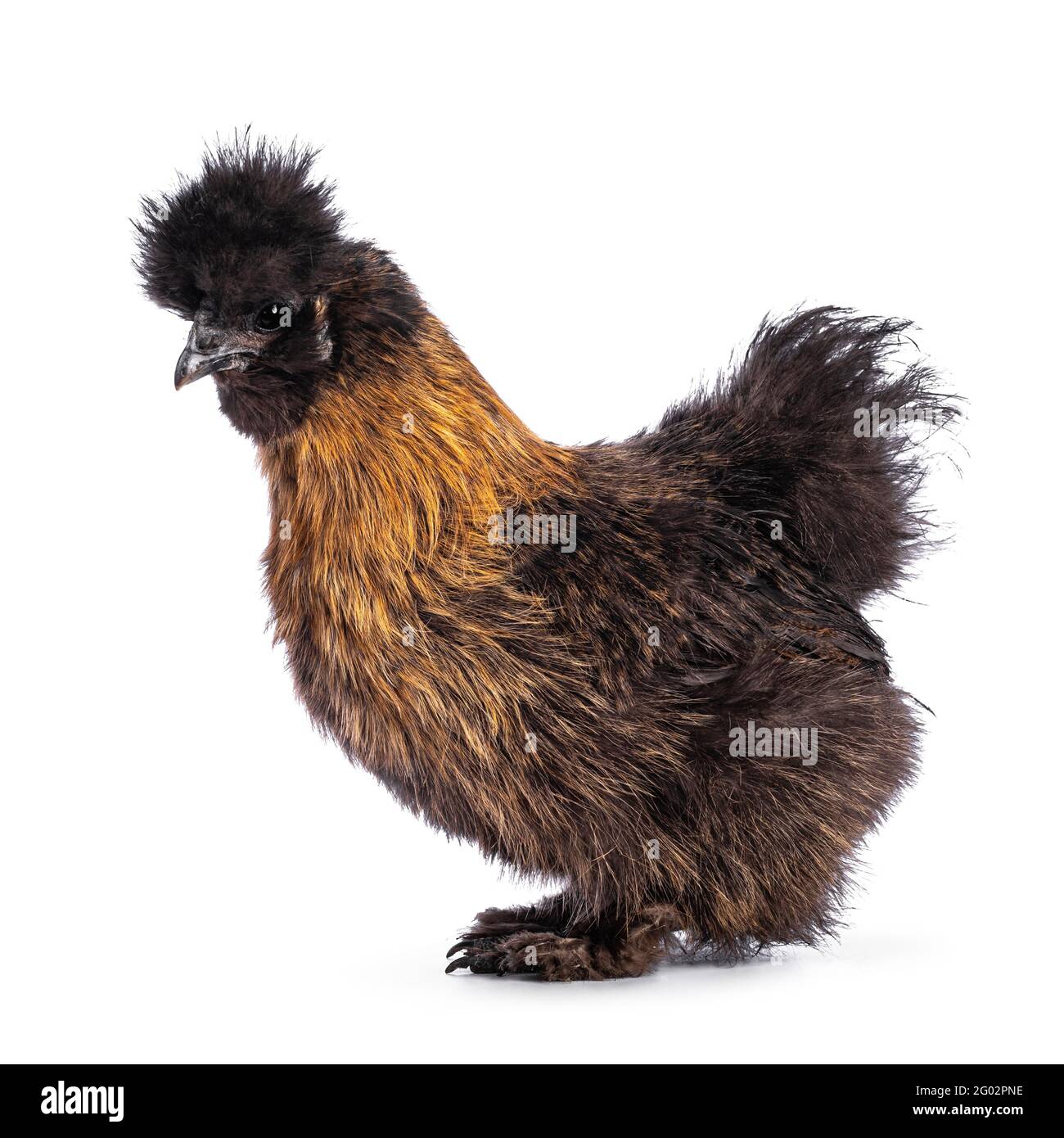 Young patridge Silkie chicken, standing side ways. Looking straight ...