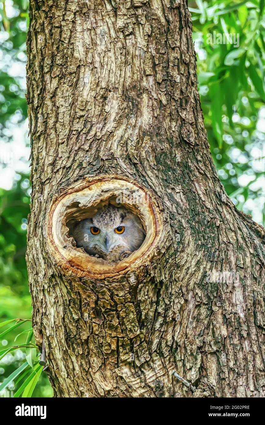 Barn owl nest tree hi-res stock photography and images - Alamy
