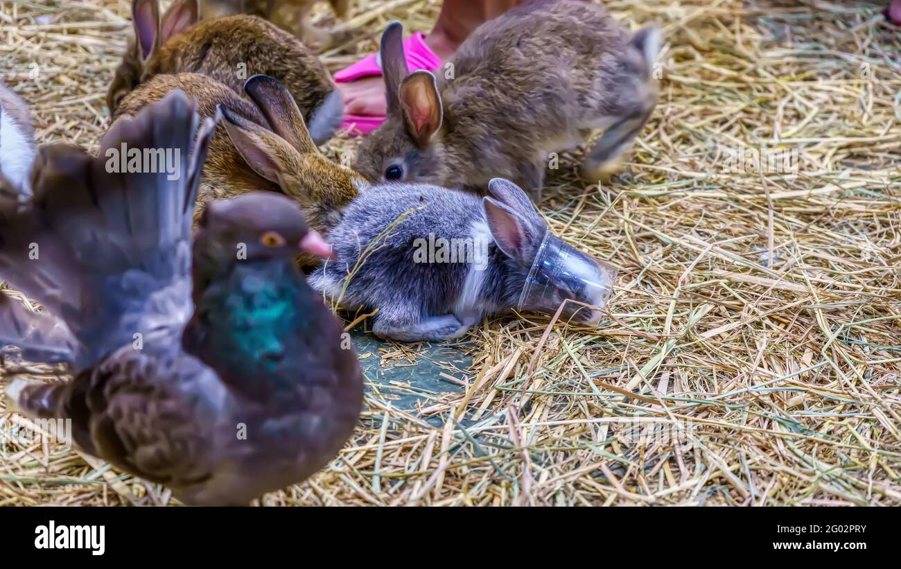 Rabbit eating food from cup hi-res stock photography and images - Alamy
