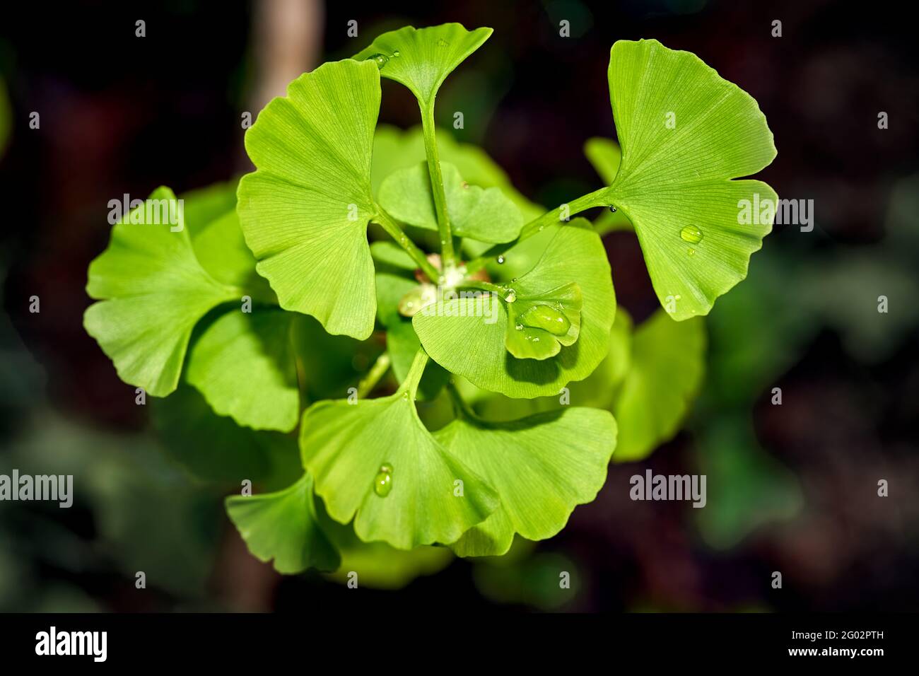 Gingko tree hi-res stock photography and images - Alamy