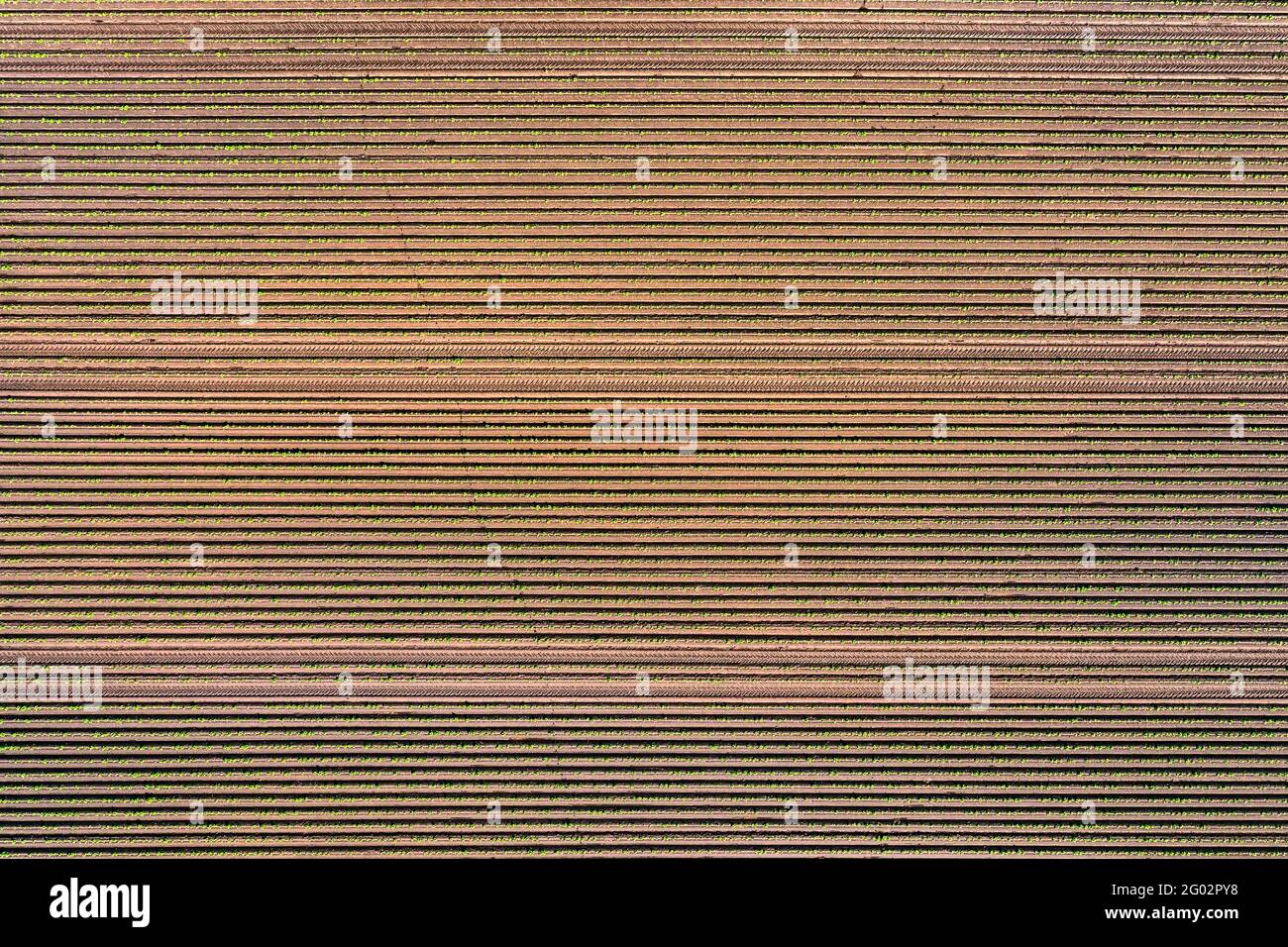 Aerial view of potato field in spring with young small green leaves of ...