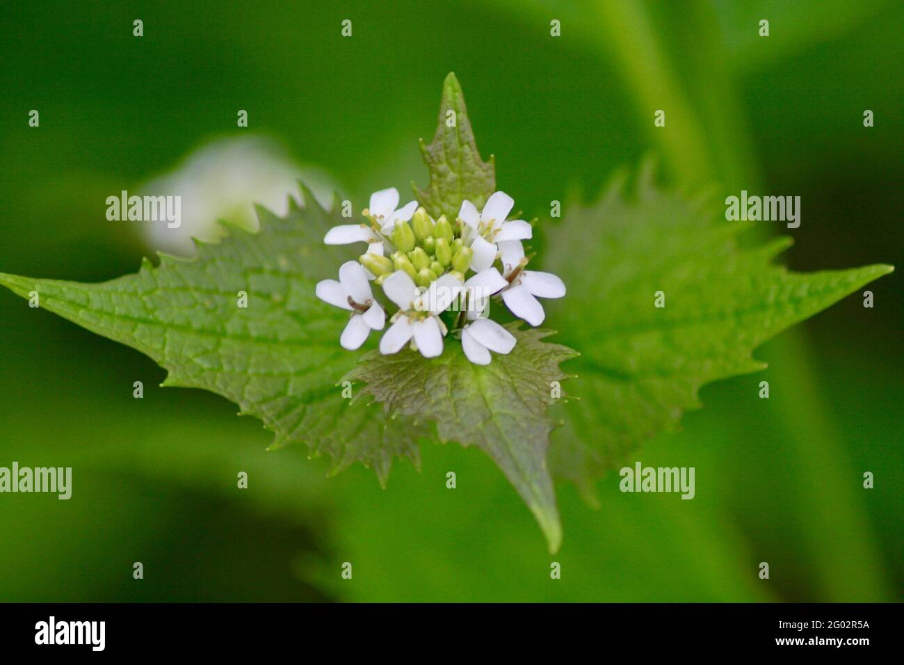 English stinging nettle hi-res stock photography and images - Alamy