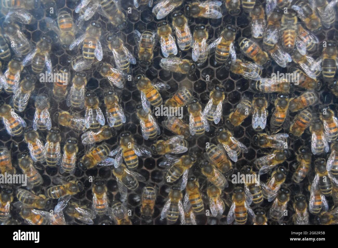 Drone honey bees hi-res stock photography and images - Alamy