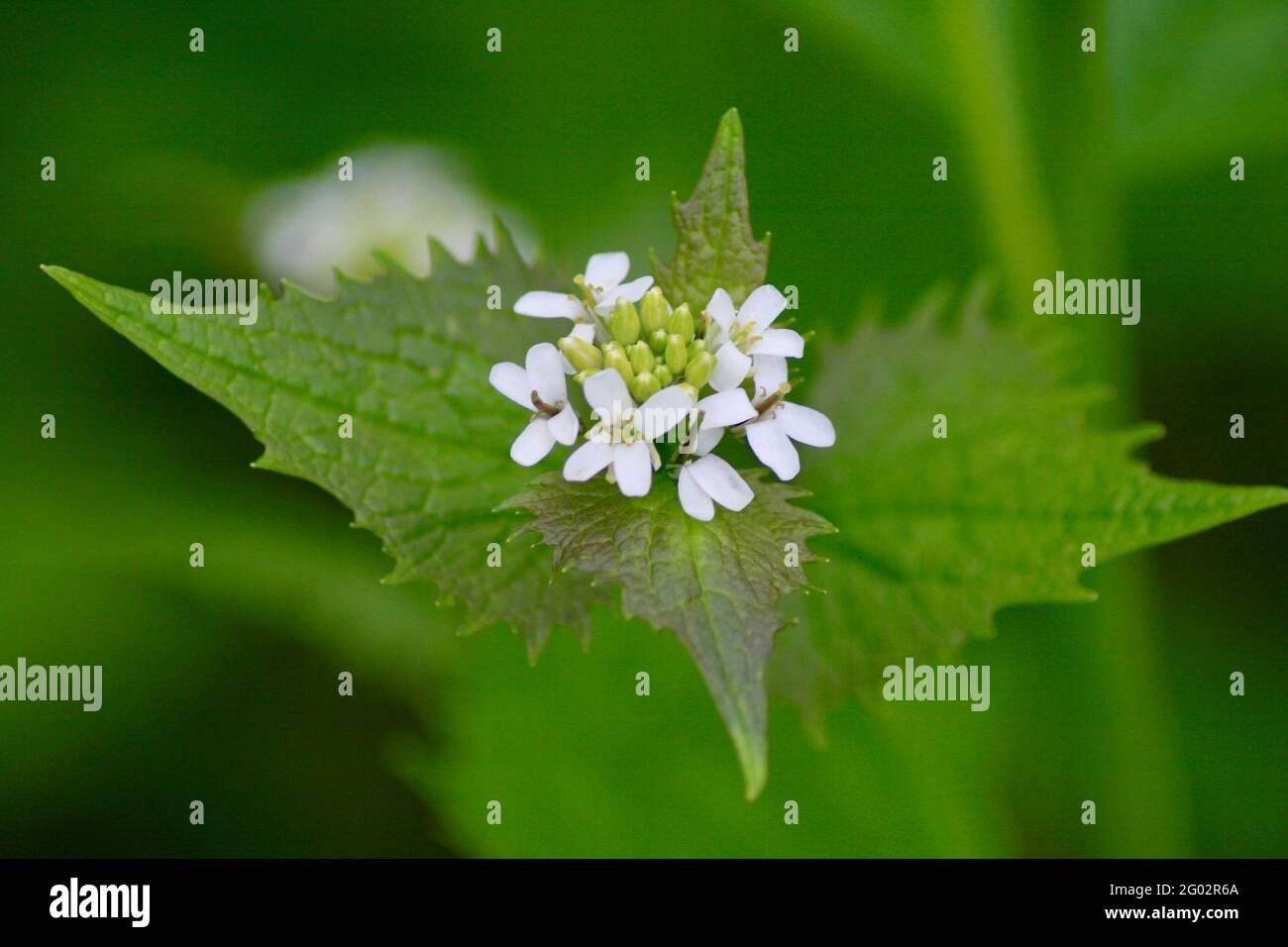 English stinging nettle hi-res stock photography and images - Alamy