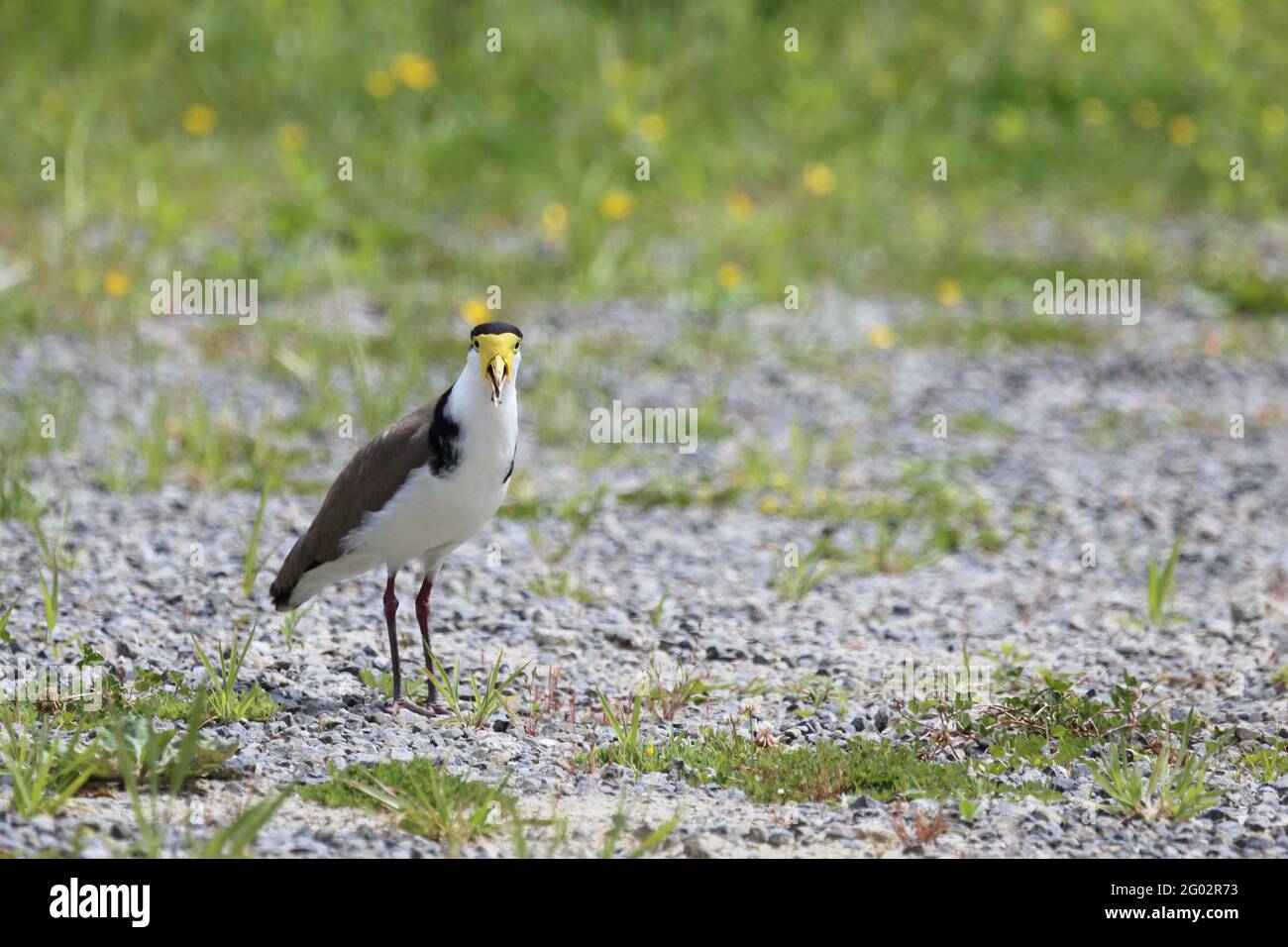 Maskenkiebitz / Masked lapwing / Vanellus miles miles Stock Photo - Alamy