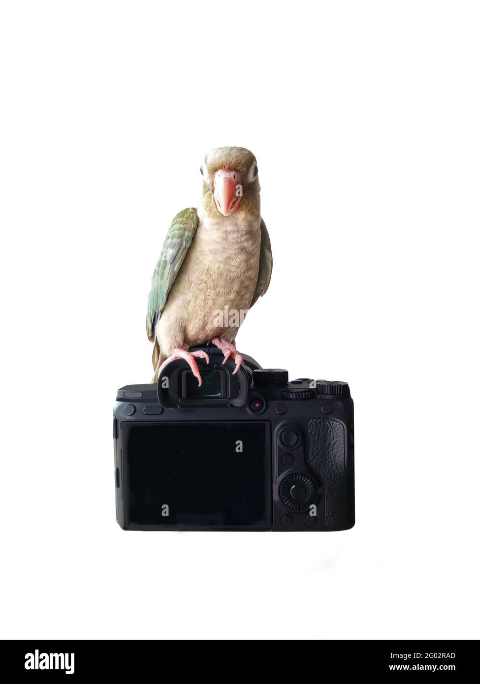 Green-cheeked parakeet standing on camera isolated on a white ...
