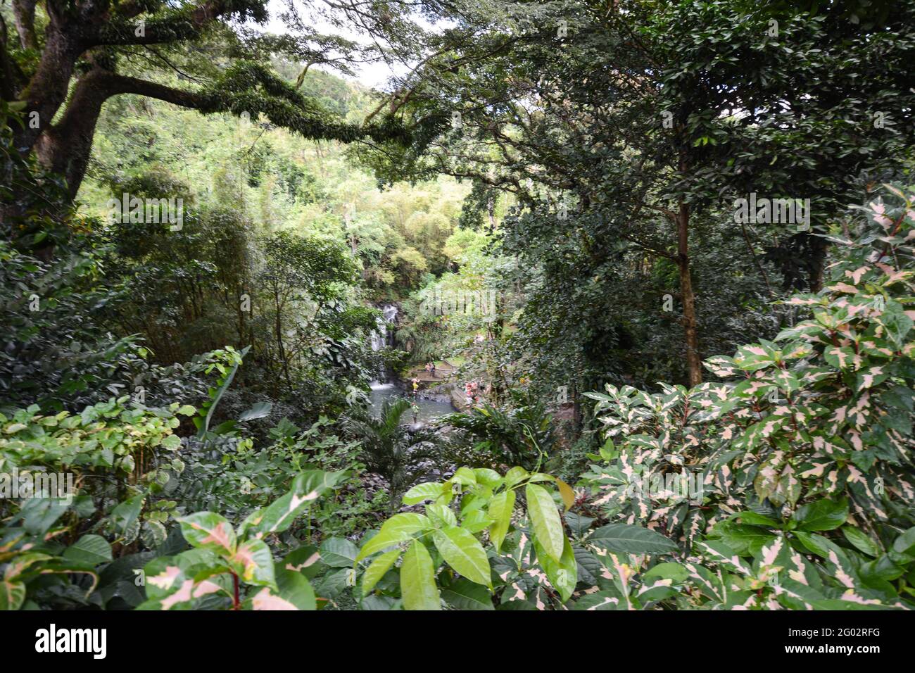Forest in Carriacou Caribbean Island Jungle plants garden forest ...