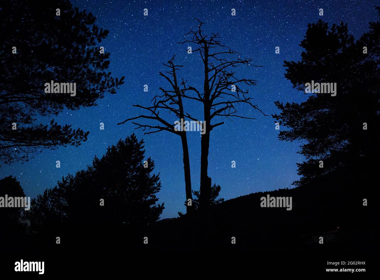 The emblematic tree of Pi de les Tres Branques (pine with three ...