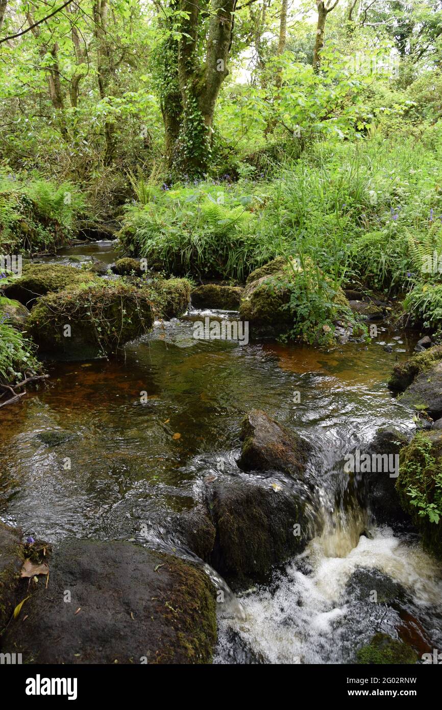 Reflection on stream in woods hi-res stock photography and images - Alamy