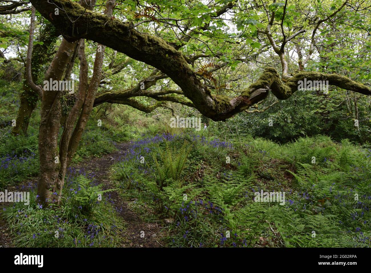 Branches reaching through wood hi-res stock photography and images - Alamy