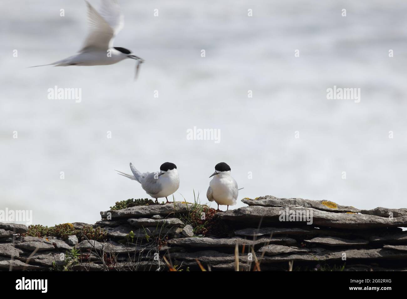 Taraseeschwalbe / White-fronted tern / Sterna striata Stock Photo - Alamy