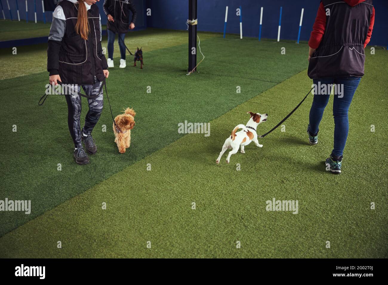 Three cute puppies being trained by experienced trainers Stock Photo ...