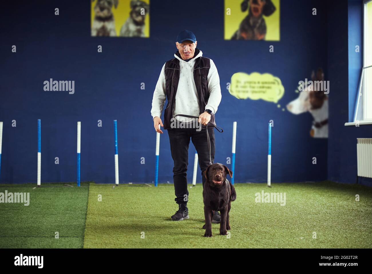 Joyous professional male trainer staring at a Chocolate Labrador ...