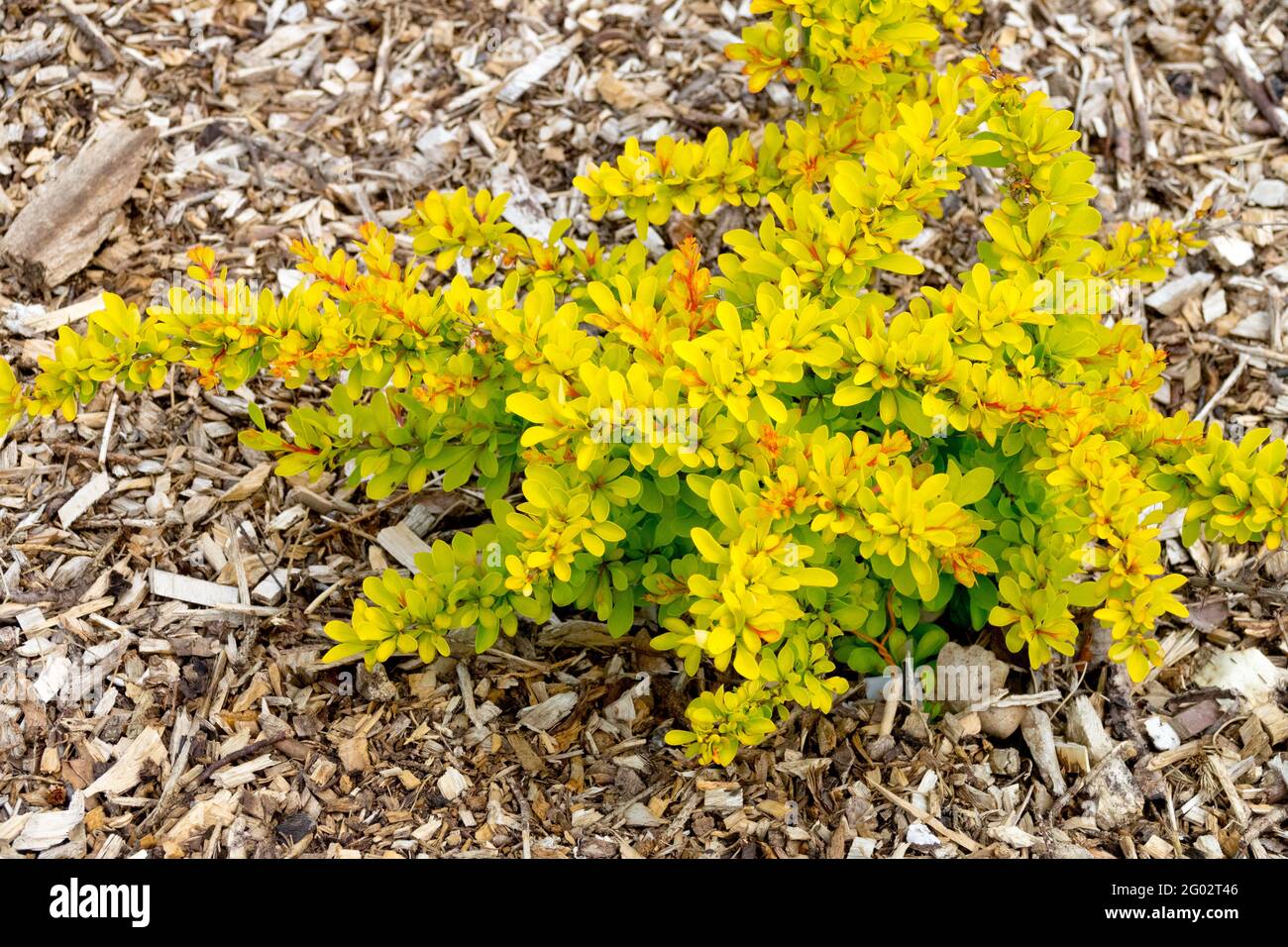 Berberis thunbergii shrub hi-res stock photography and images - Alamy